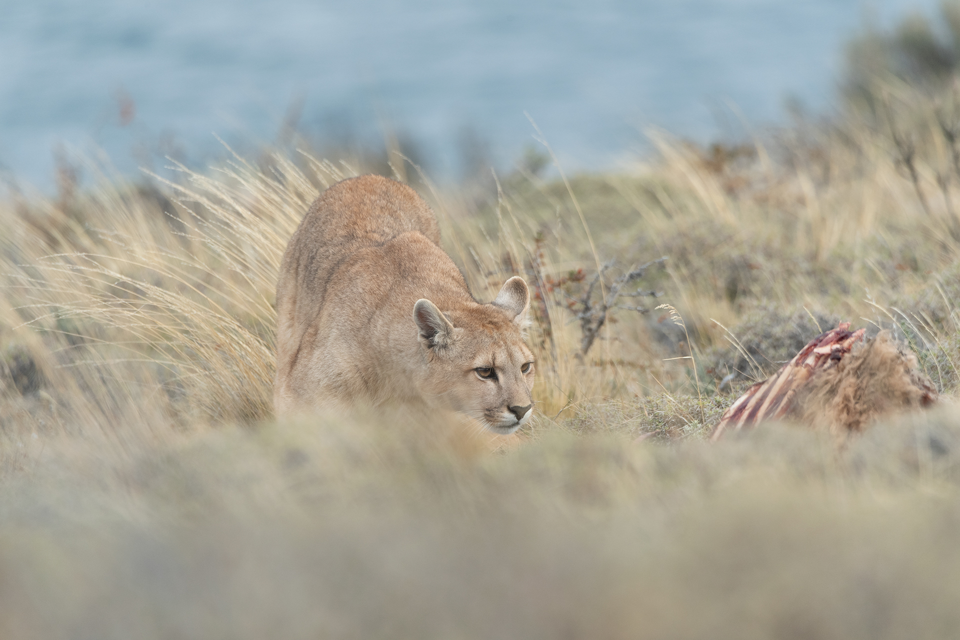 Pumas in Patagonia Photo Adventure - Juan Pons Photography